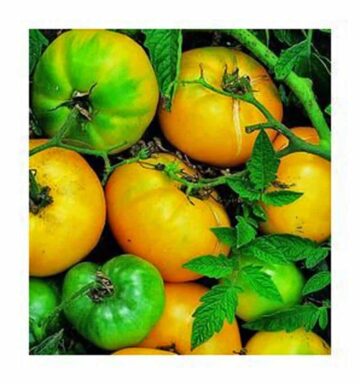 Types of Tomatoes: 45 Varieties, Photos & Best Uses - Butter N Thyme