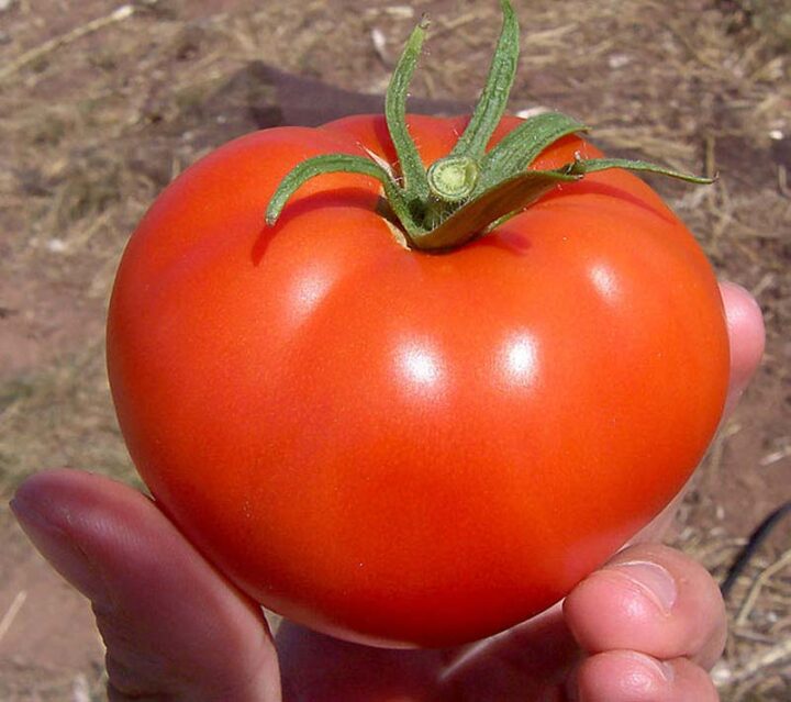 Types of Tomatoes: 45 Varieties, Photos & Best Uses - Butter N Thyme