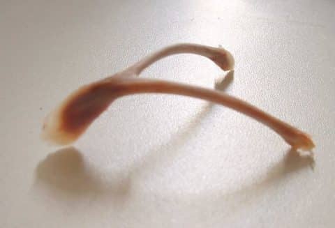 Cut Up Your Own Whole Chicken - Step by Step - Butter N Thyme