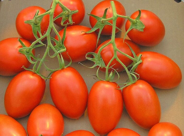 45 Types Of Tomatoes | A-to-Z | Defined | Photos - Butter-N-Thyme