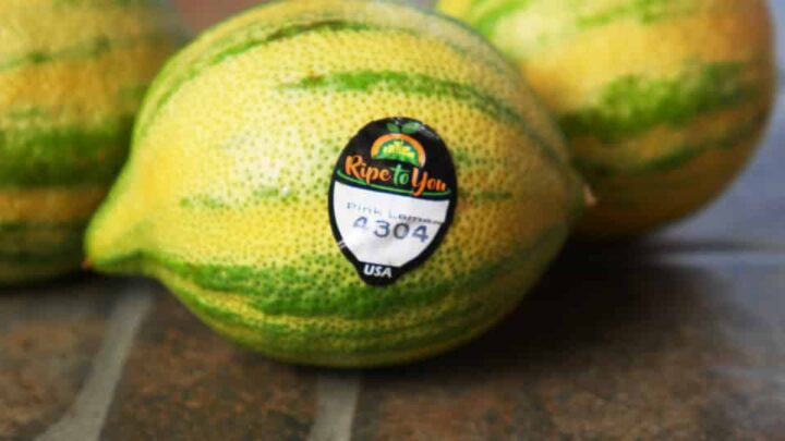Variegated Pink Lemons | Uses and Key Facts