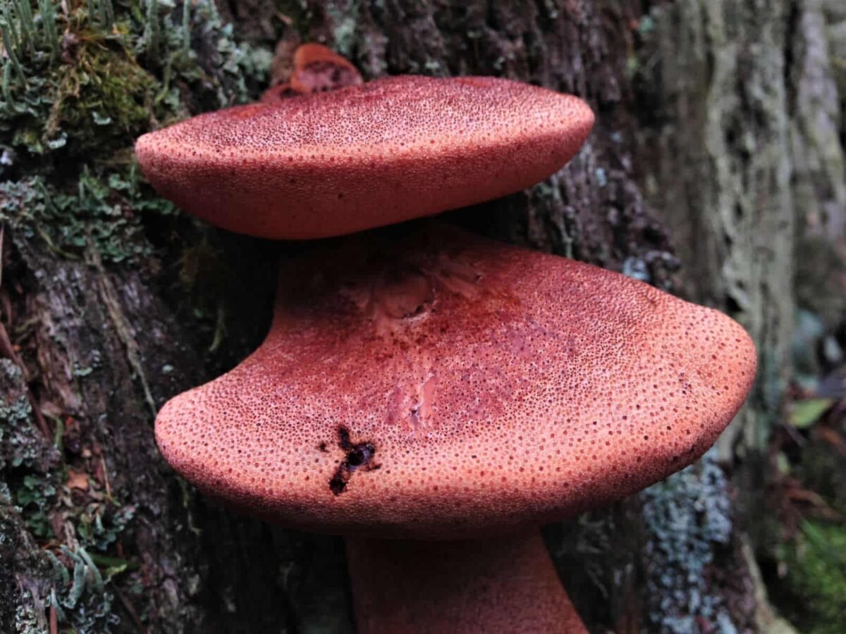 45 Types of Mushrooms: (A-to-Z) Photos