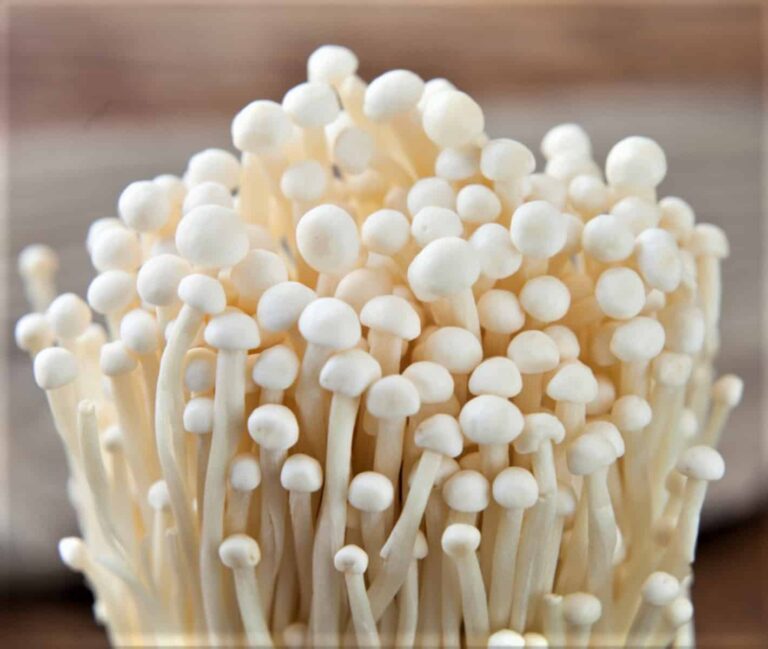 45 Types of Mushrooms: (A-to-Z) Photos