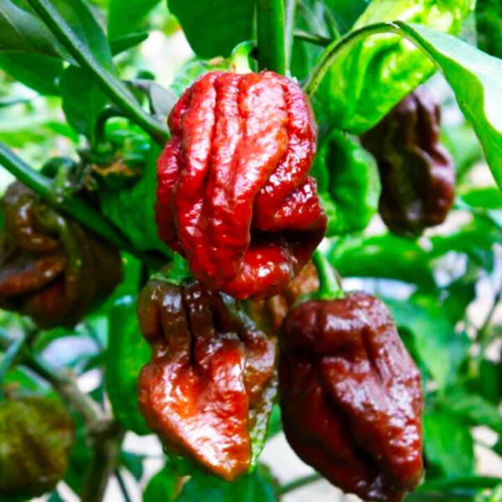 85 Hottest Peppers in the World🌶️ - Butter N Thyme