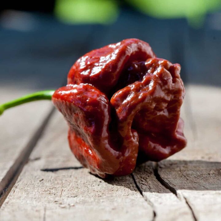 85 Hottest Peppers in the World🌶️ - Butter N Thyme