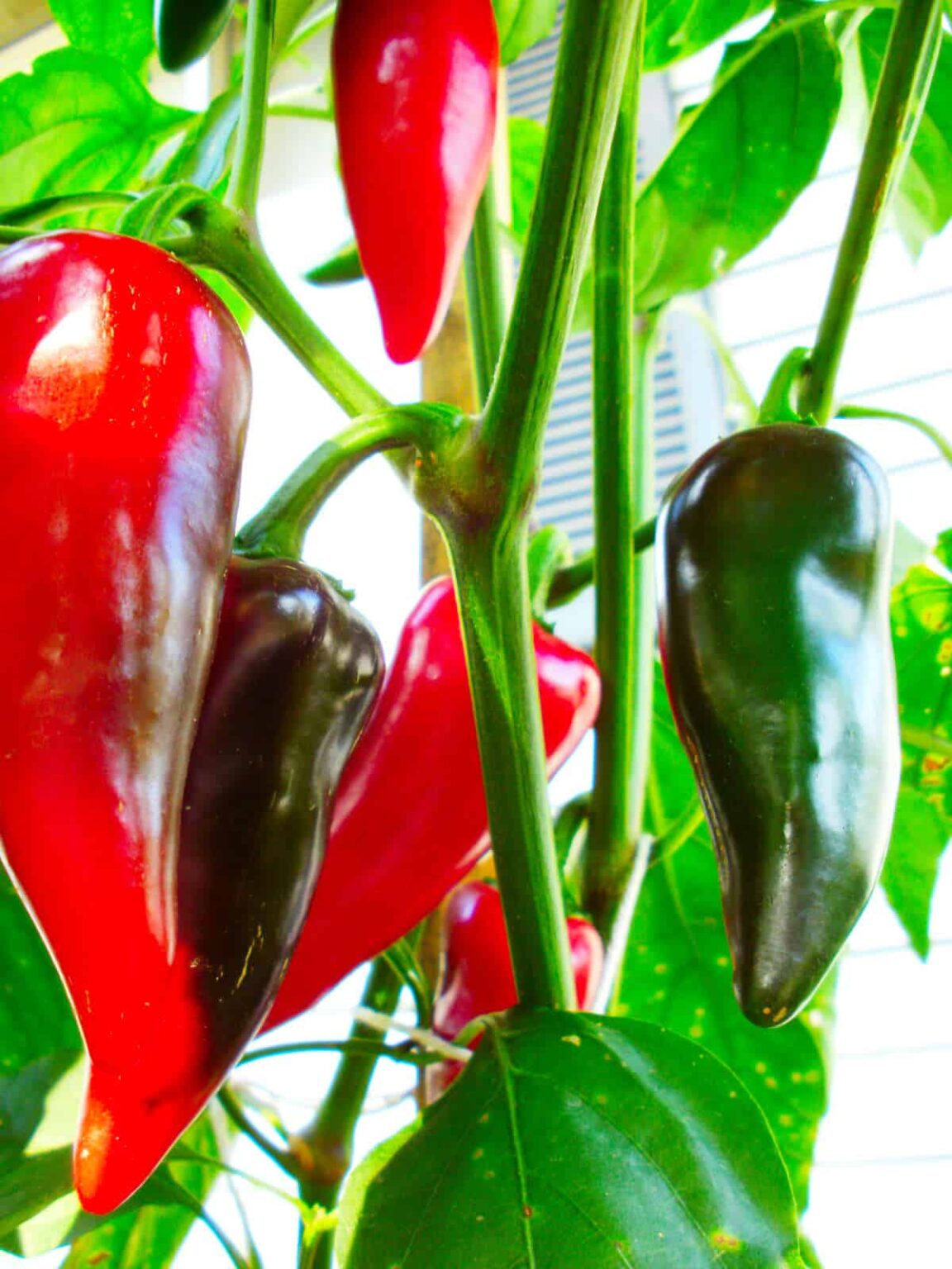 How Hot Are Jalapeño Peppers: 9 Types - Butter N Thyme