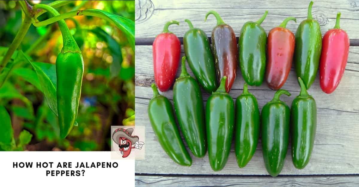 How Hot Are Jalapeño Peppers? Scoville Heat, Flavor & Types - Butter N ...