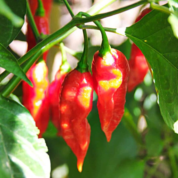 85 Hottest Peppers in the World🌶️ - Butter N Thyme