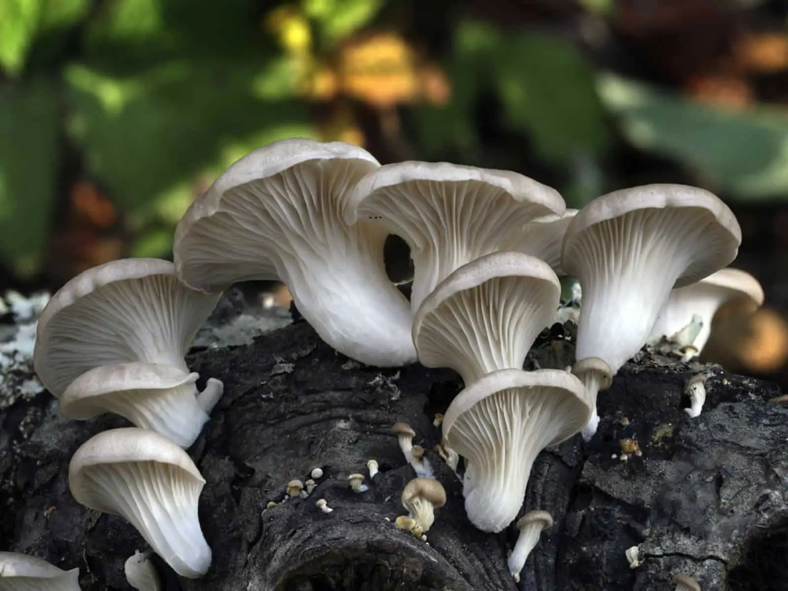45 Types of Mushrooms | A-to-Z | Defined | Photos - Butter N Thyme