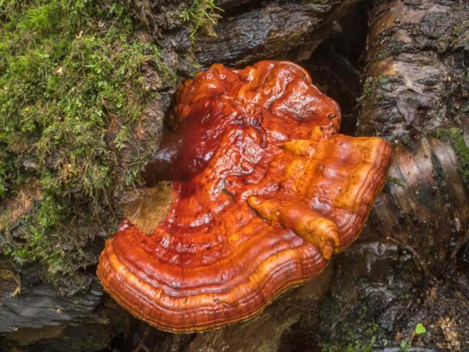 45 Types of Mushrooms | A-to-Z | Defined | Photos - Butter N Thyme