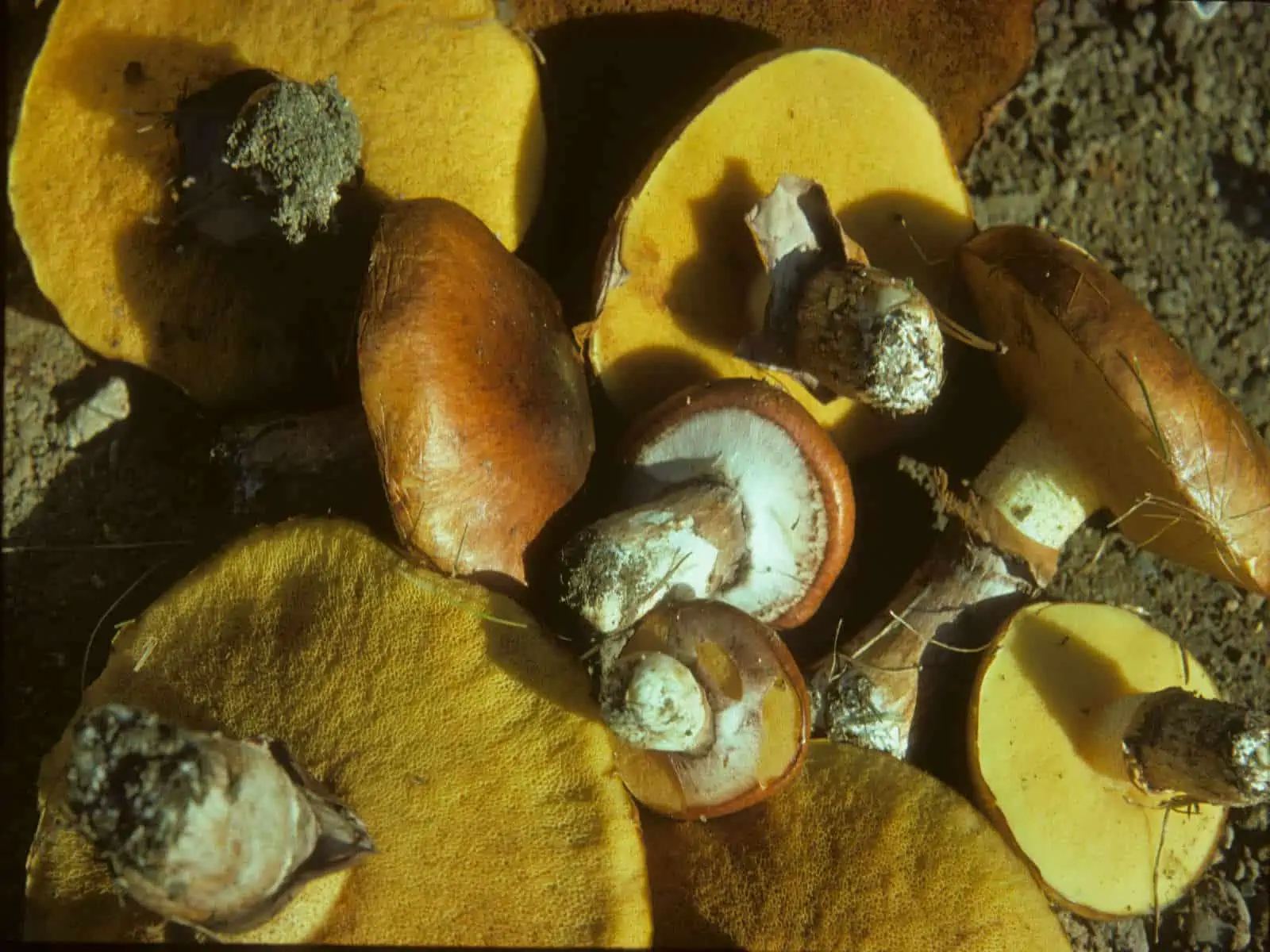 45 Types of Mushrooms | A-to-Z | Defined | Photos - Butter N Thyme