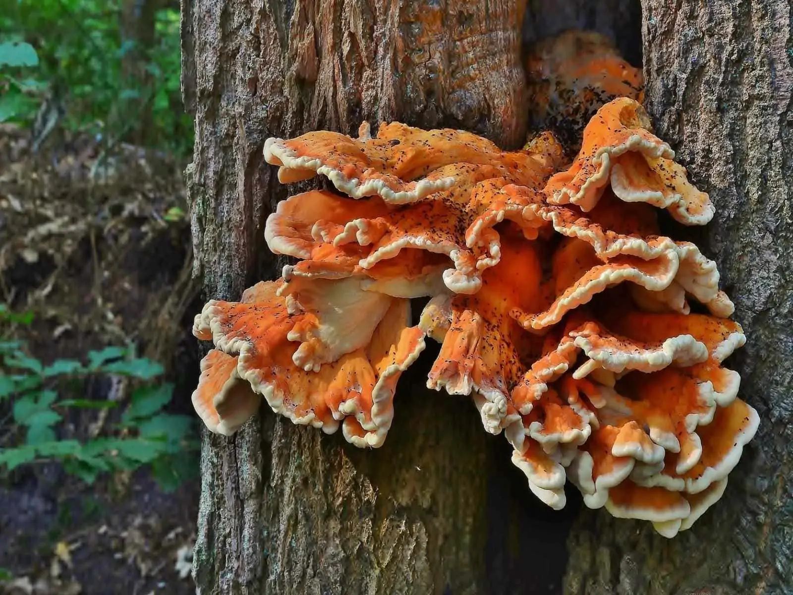 45 Types of Mushrooms | A-to-Z | Defined | Photos - Butter N Thyme