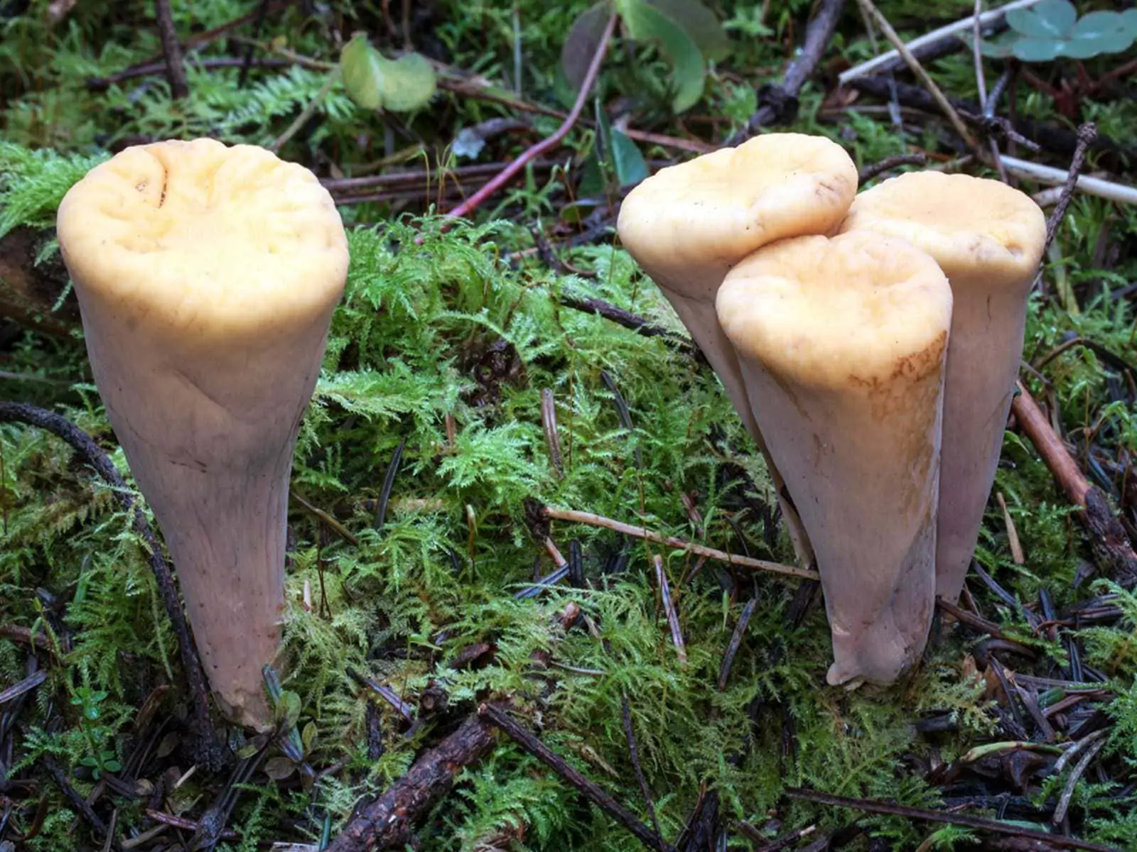 45 Types of Mushrooms | A-to-Z | Defined | Photos - Butter N Thyme