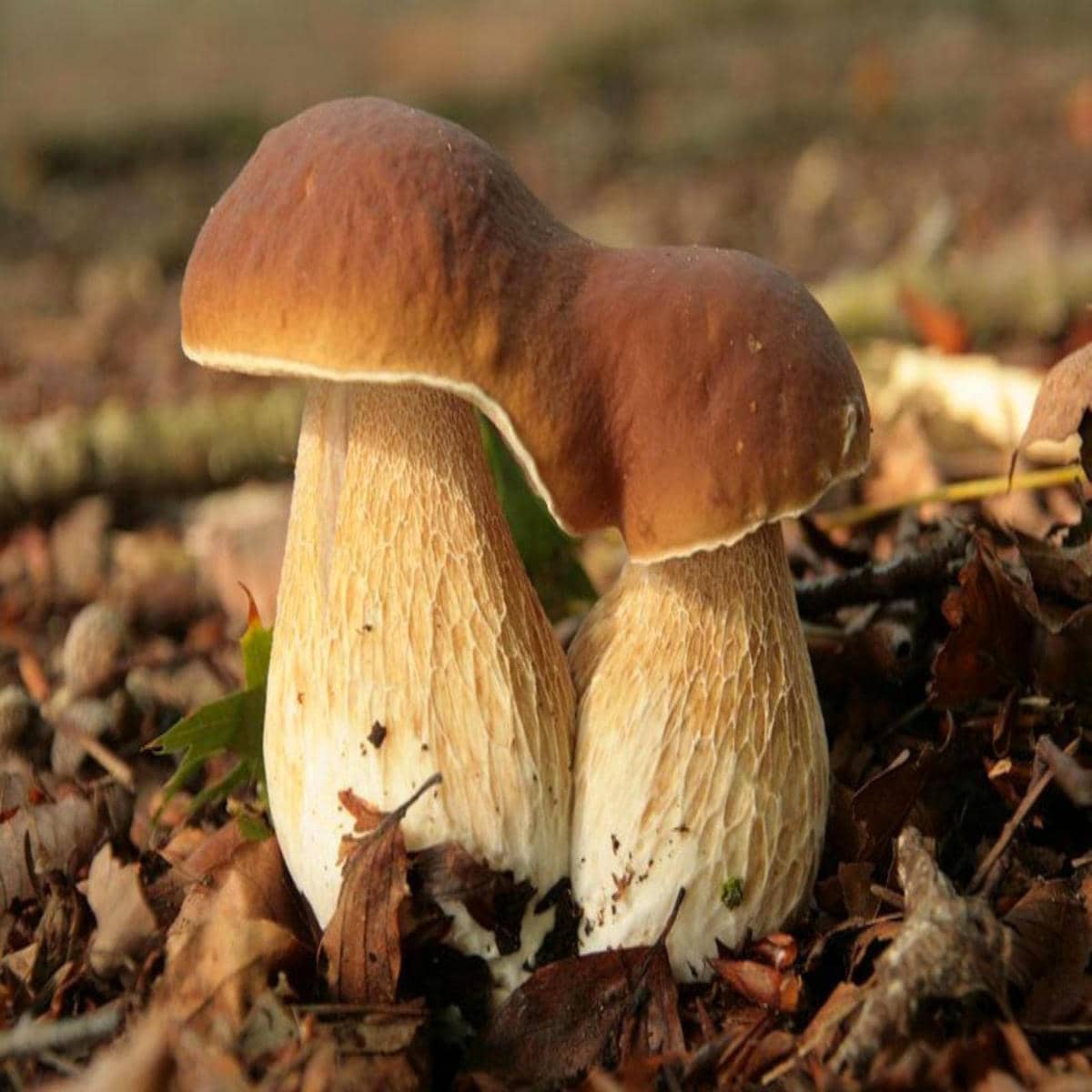 45 Types of Mushrooms: (A-to-Z) Photos