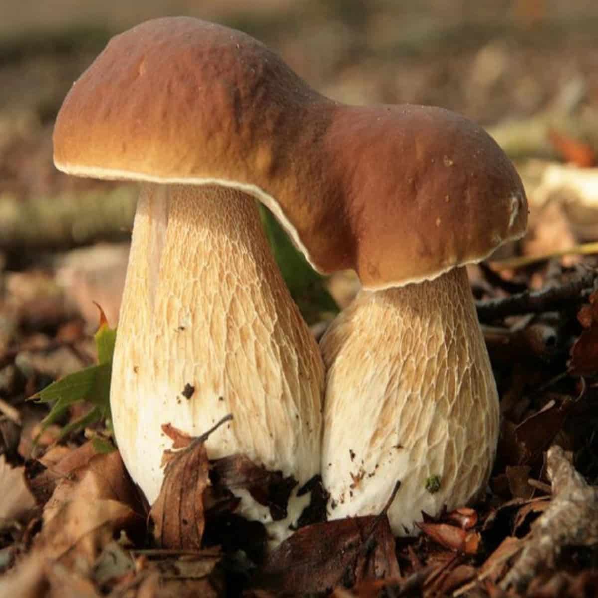 45 Types Of Mushrooms | A-to-Z | Defined | Photos - Butter N Thyme