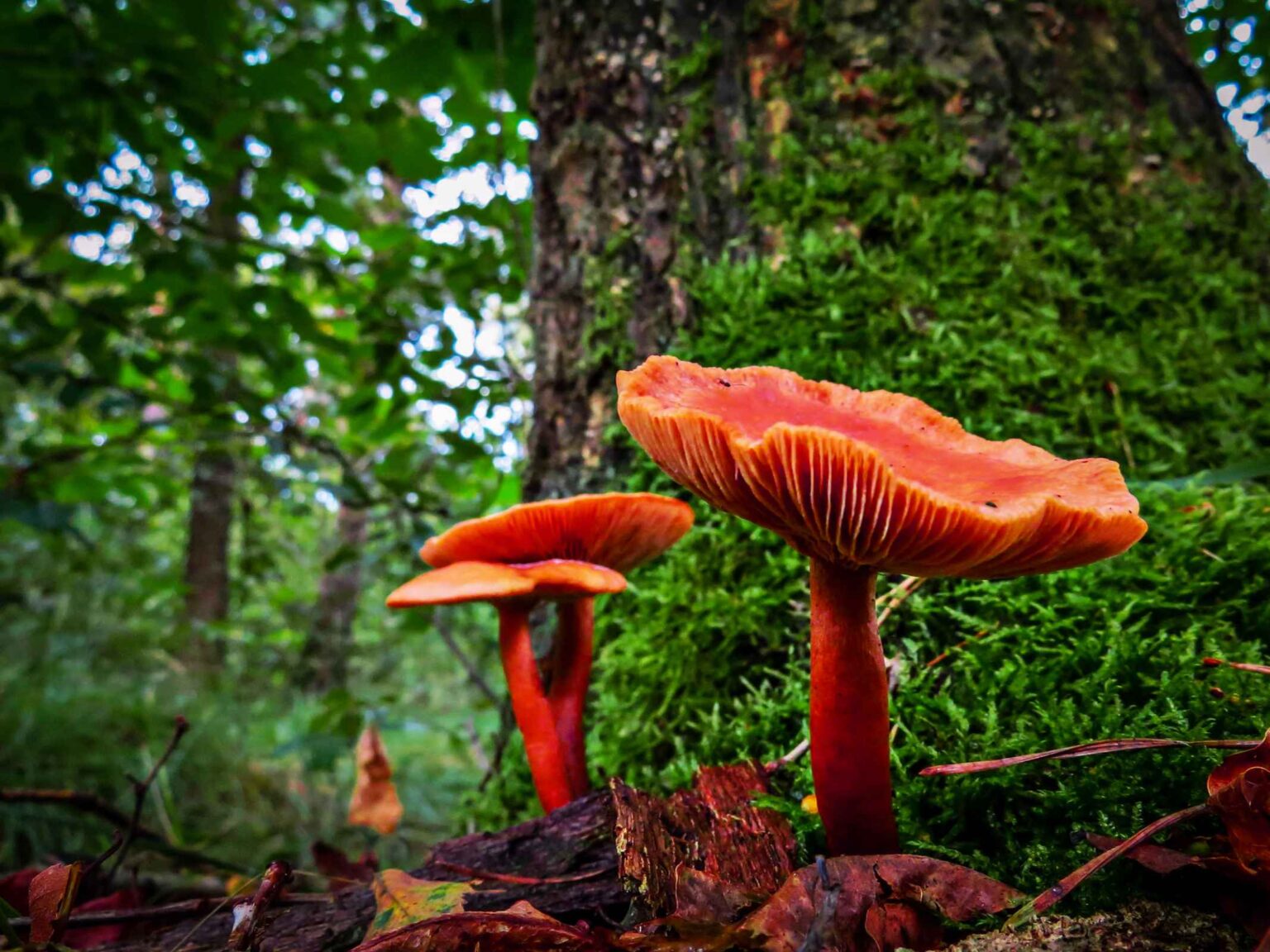 45 Types of Mushrooms: (A-to-Z) Photos
