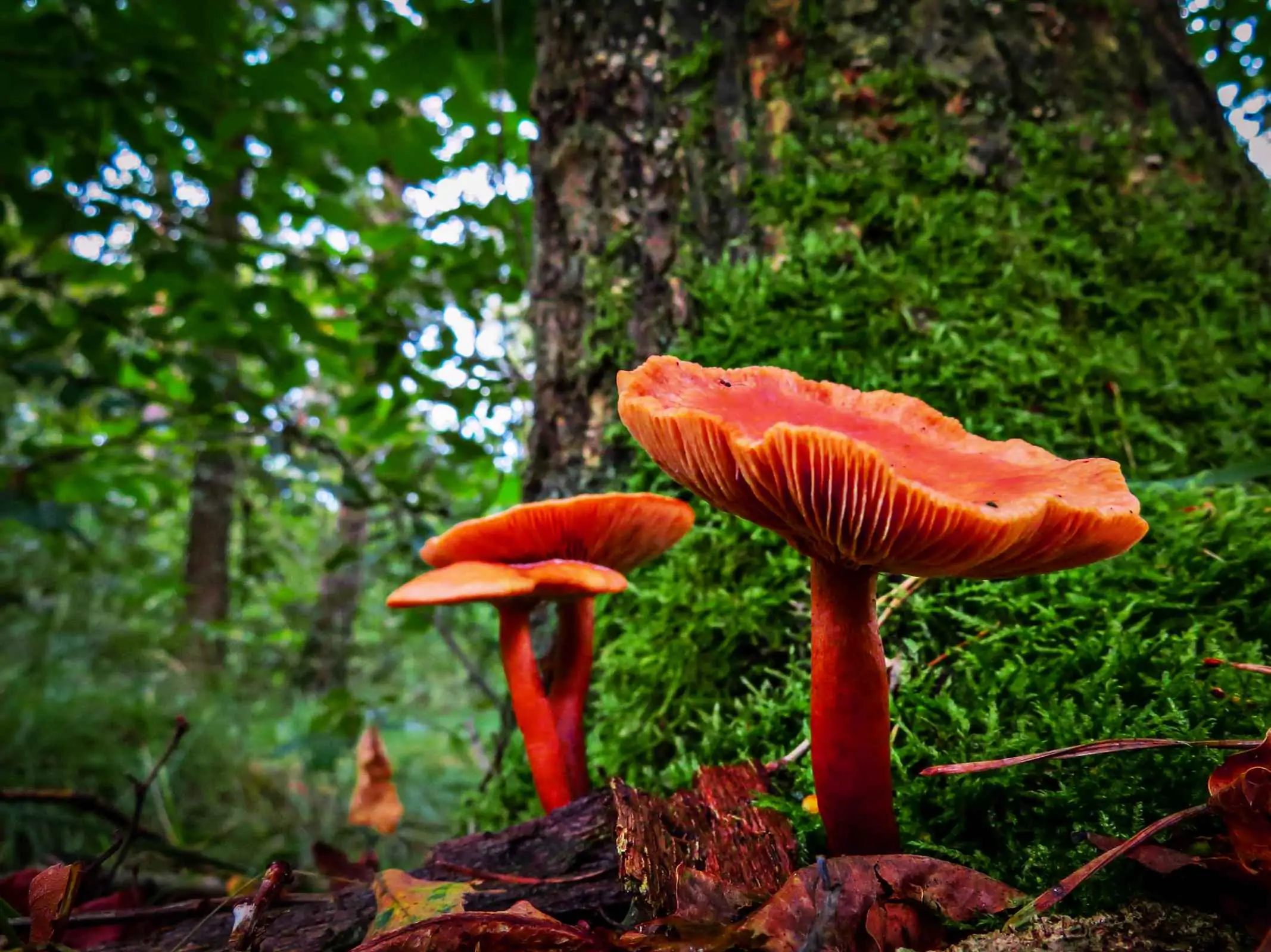 45 Types of Mushrooms | A-to-Z | Defined | Photos - Butter N Thyme