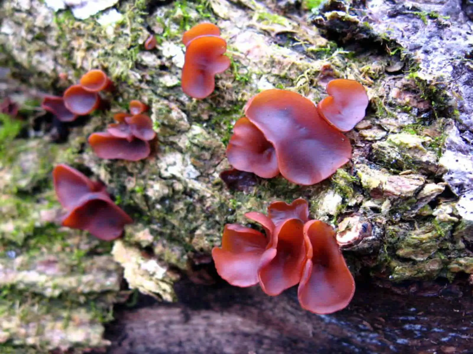 45 Types of Mushrooms | A-to-Z | Defined | Photos - Butter N Thyme