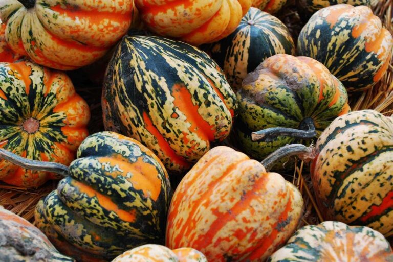 45 Types of Squash: (A-to-Z) Photos - Butter N Thyme