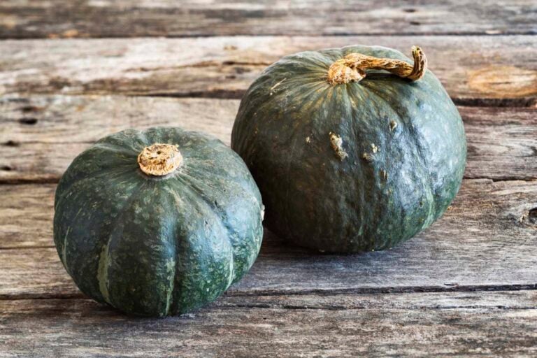 45 Types of Squash: (A-to-Z) Photos - Butter N Thyme