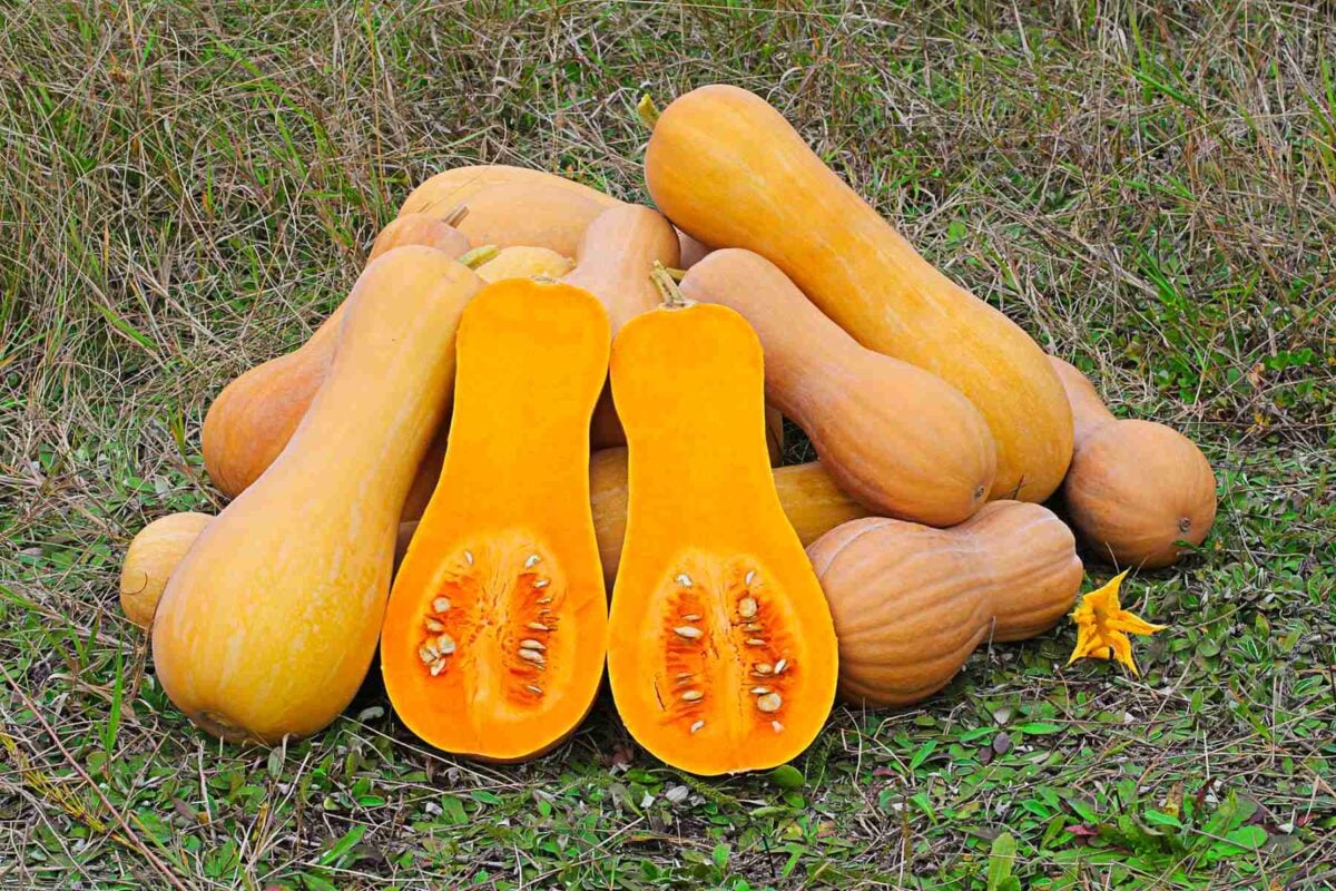 45 Types of Squash: (A-to-Z) Photos - Butter N Thyme