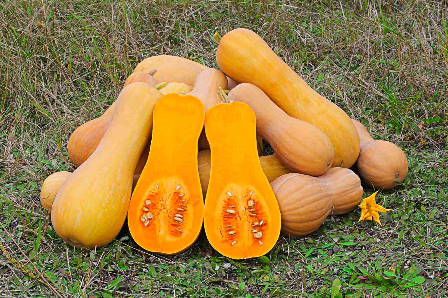 45 Types of Squash: (A-to-Z) Photos - Butter N Thyme