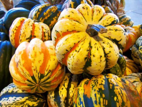 45 Types of Squash: (A-to-Z) Photos - Butter N Thyme