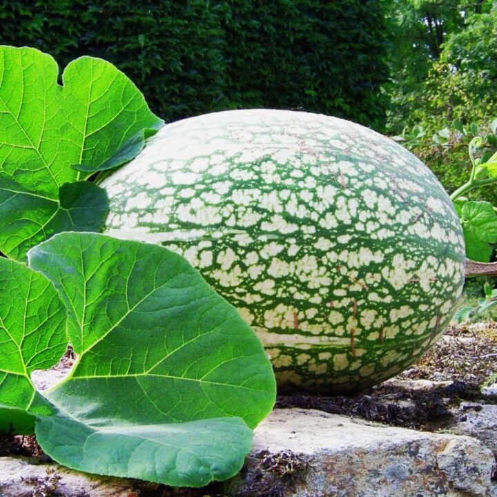 45 Types of Squash: (A-to-Z) Photos - Butter N Thyme