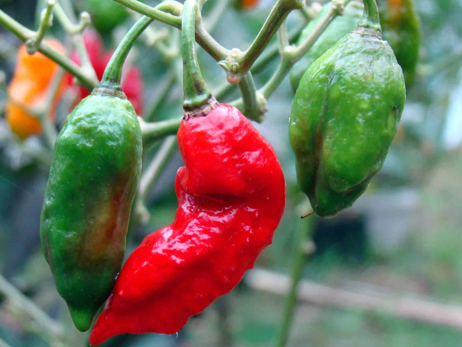 85 Hottest Peppers in the World🌶️ - Butter N Thyme
