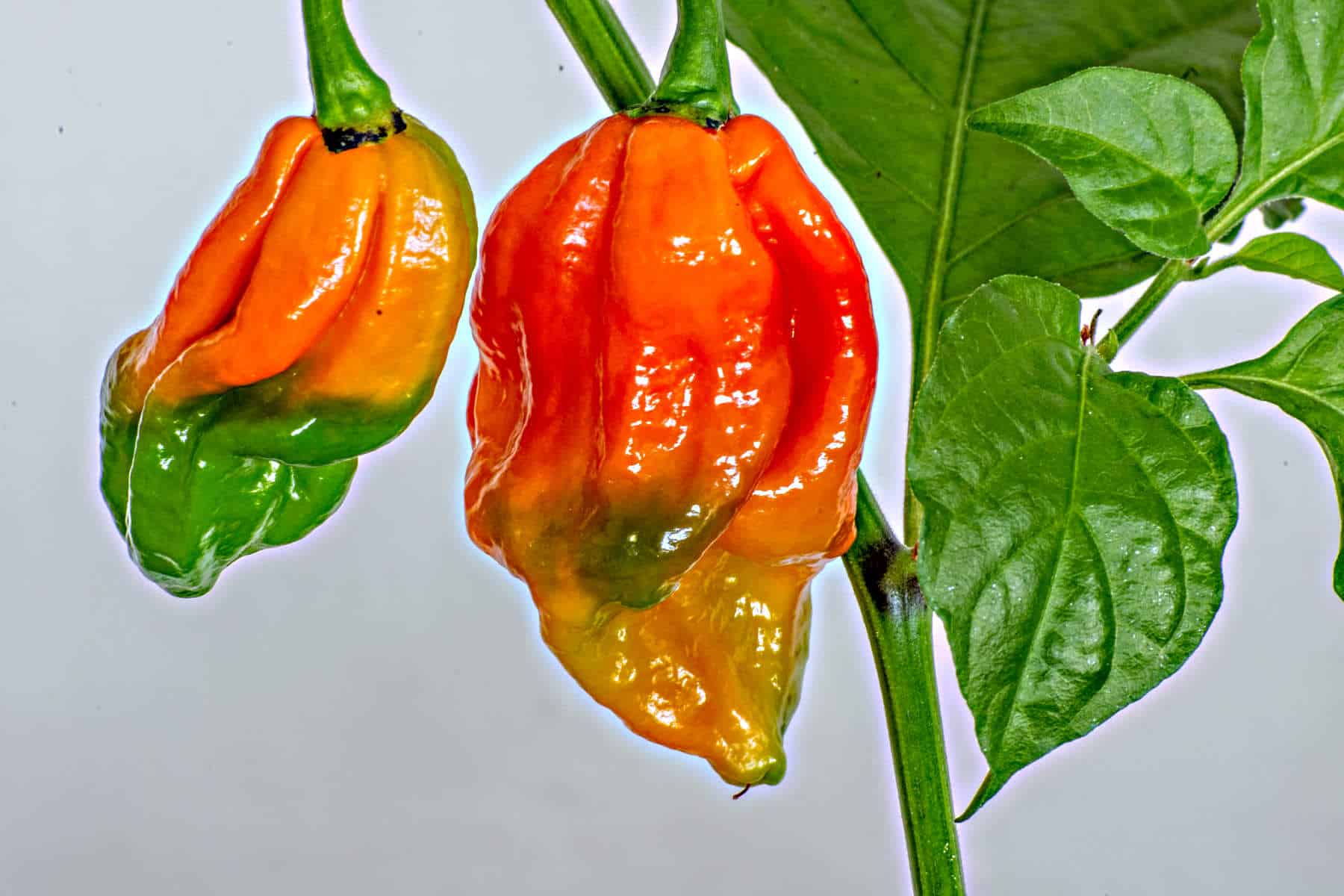 85 Hottest Peppers in the World🌶️ - Butter N Thyme