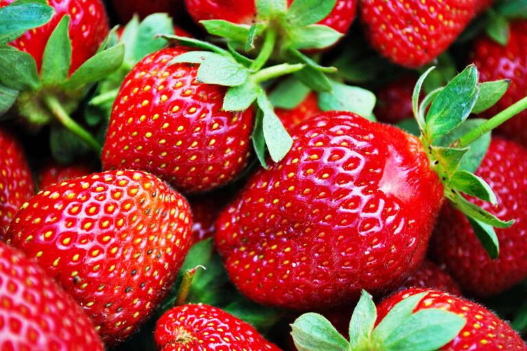 45 Types of Strawberries: (A to Z) Photos