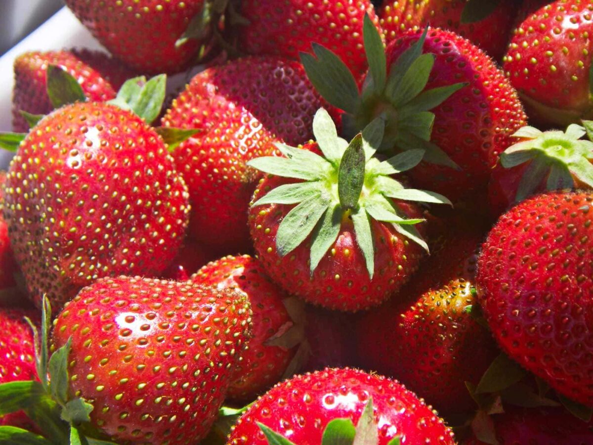 45 Types of Strawberries: (A to Z) Photos