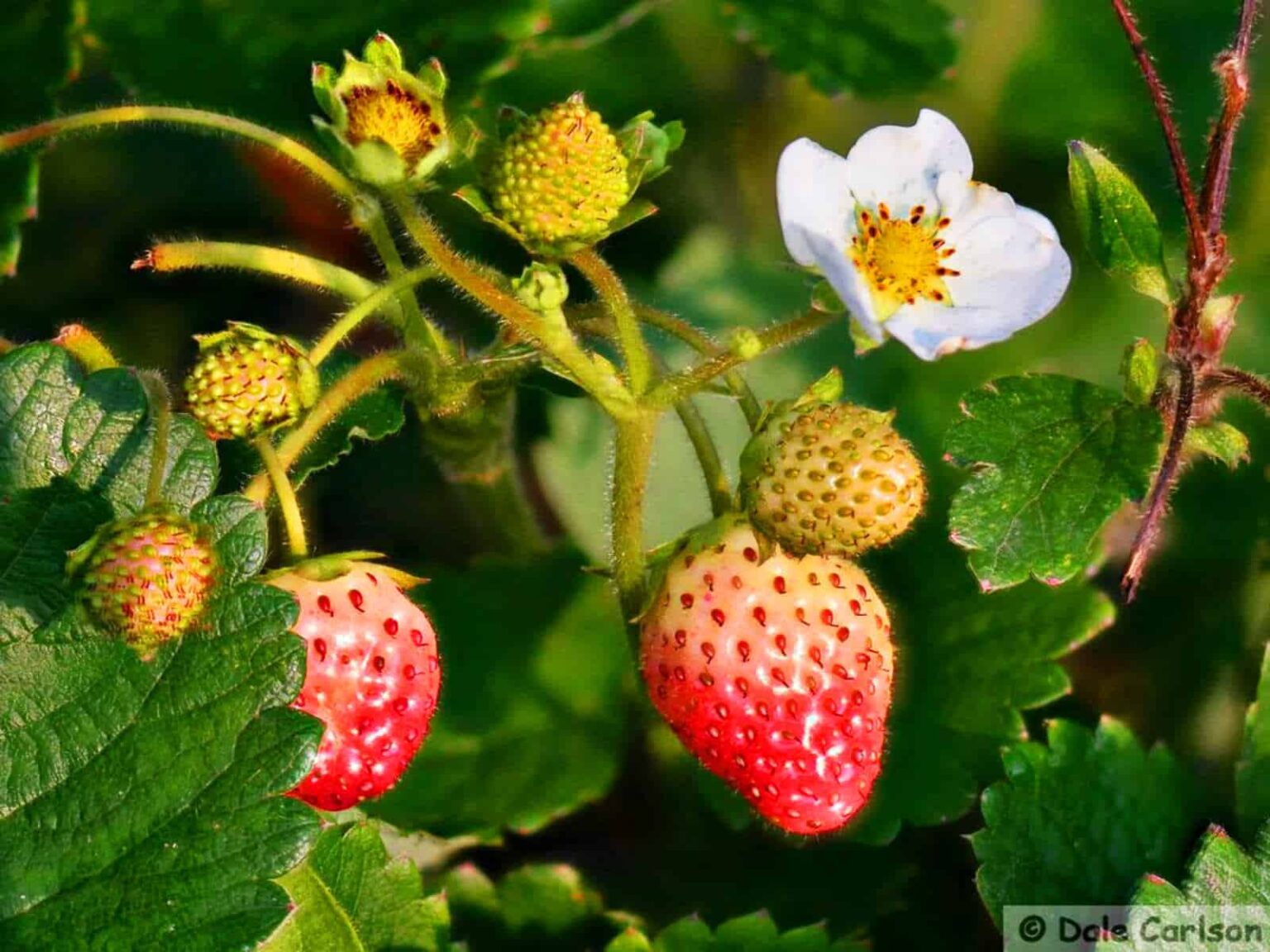 45 Types of Strawberries: (A to Z) Photos