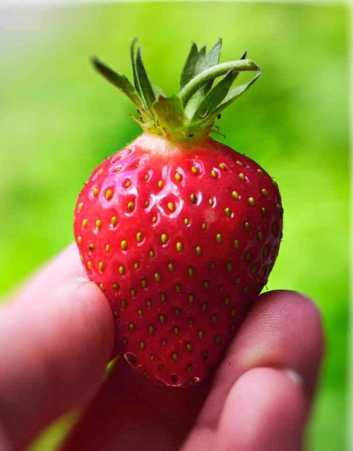 45 Types of Strawberries: (A to Z) Photos