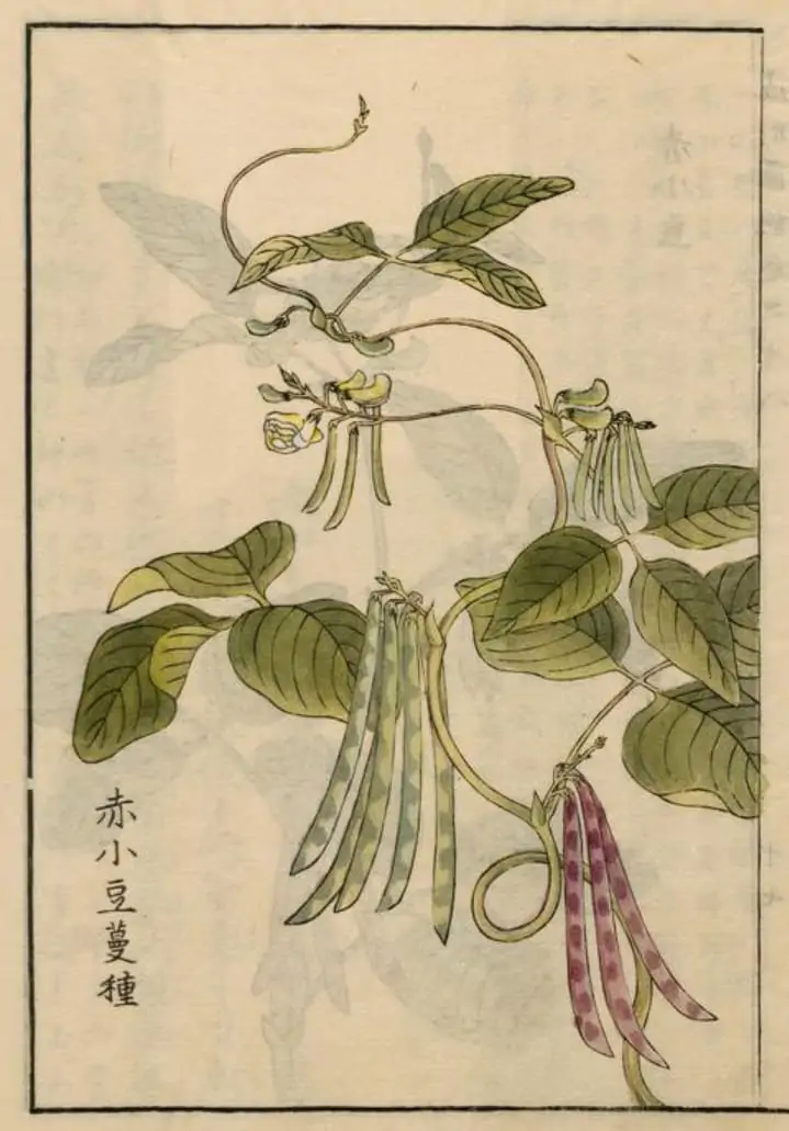 Adzuki Beans | Use | Benefits | Nutrition - Butter N Thyme