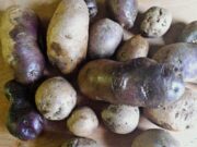 56 Types of Potatoes 🥔 A-to-Z | Photos