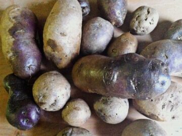 56 Types of Potatoes 🥔 A-to-Z | Photos
