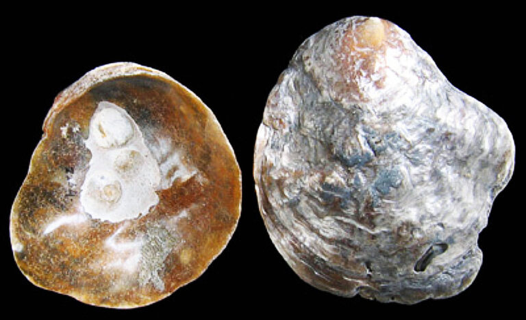 35 Types of Oysters | A-to-Z | Photos - Butter N Thyme