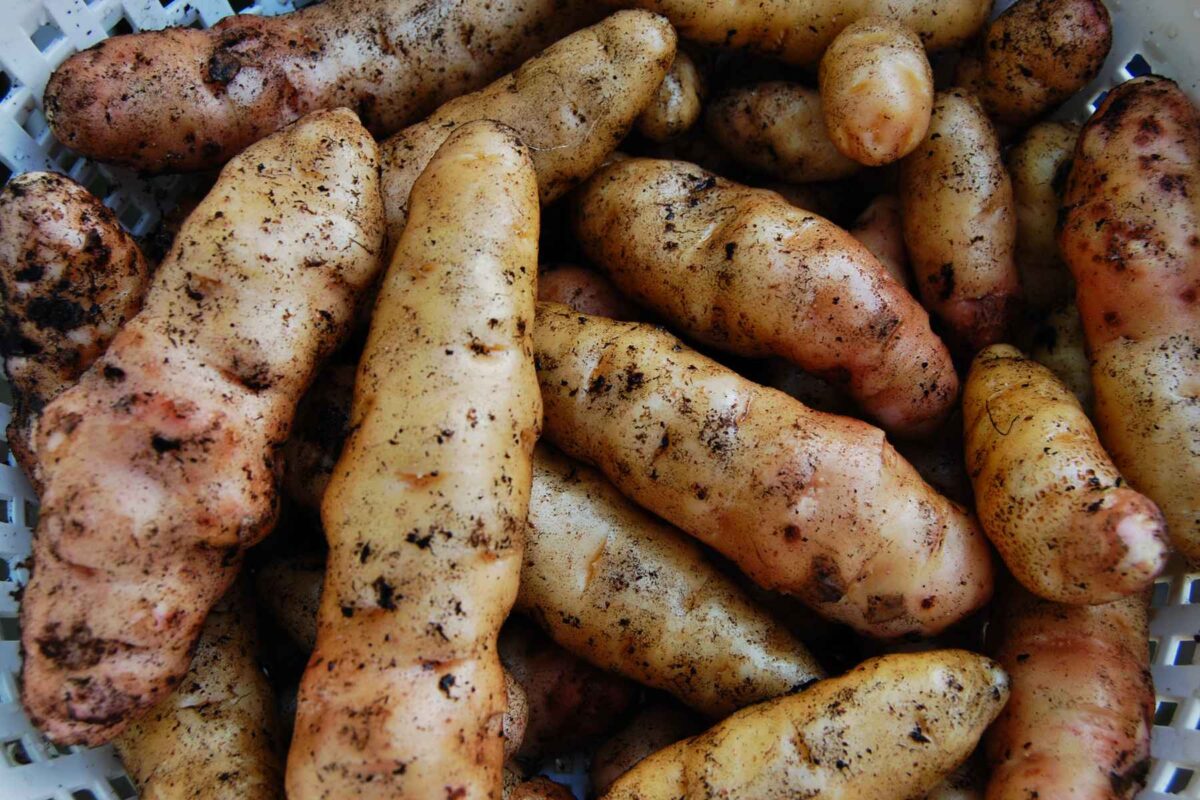 56 Types of Potatoes 🥔 A-to-Z | Photos