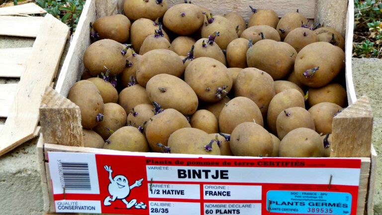 56 Types of Potatoes 🥔 A-to-Z | Photos