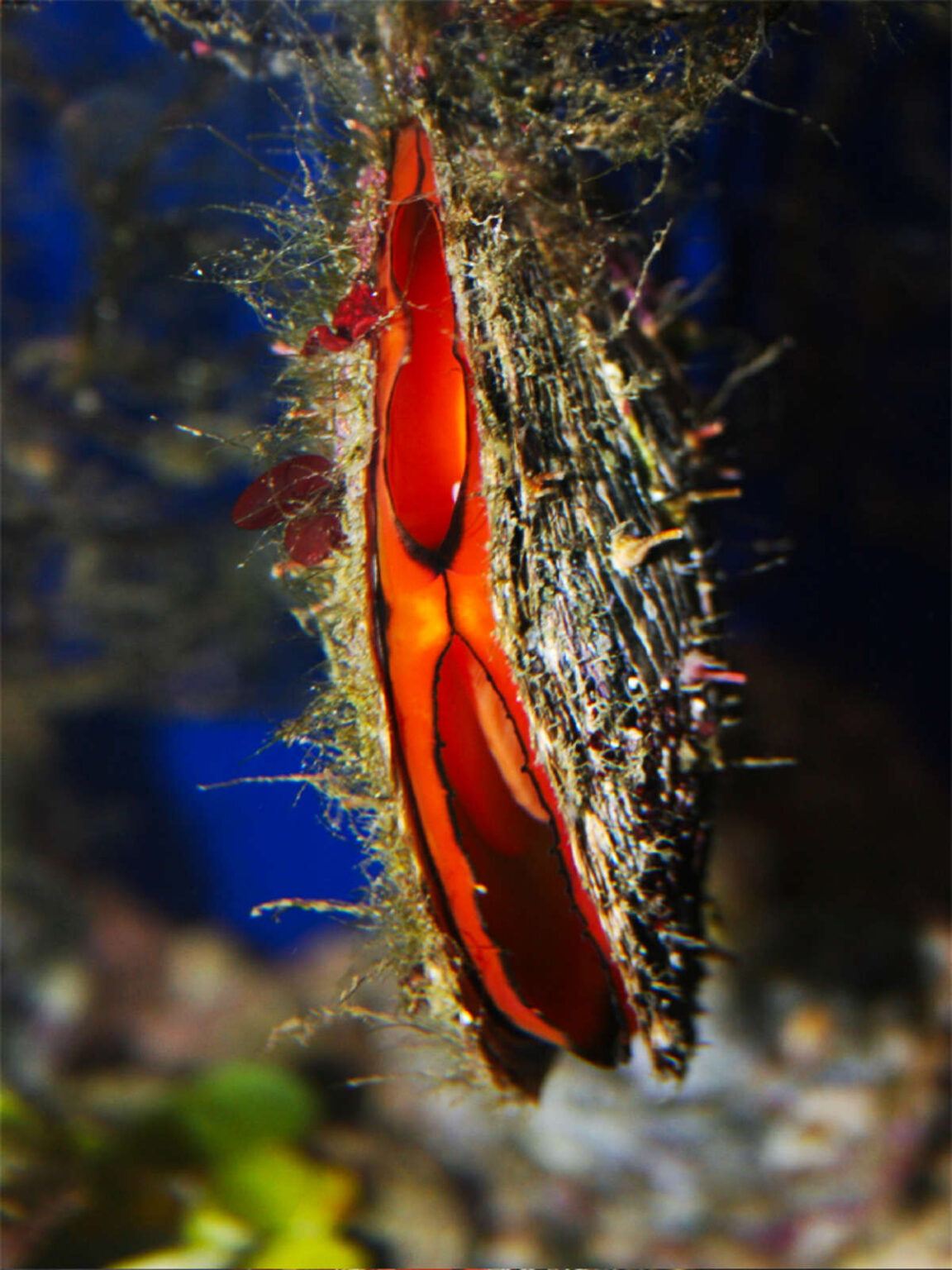 35 Types of Oysters | A-to-Z | Photos - Butter N Thyme