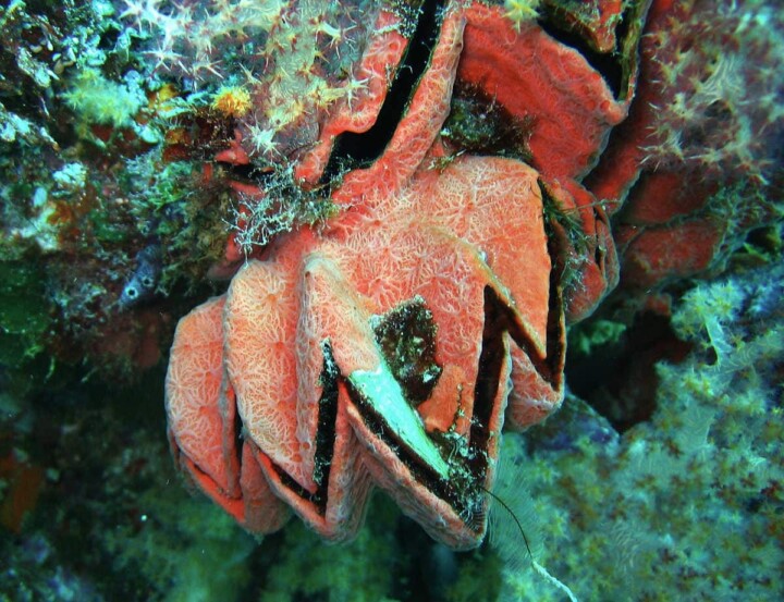 35 Types of Oysters | A-to-Z | Photos - Butter N Thyme