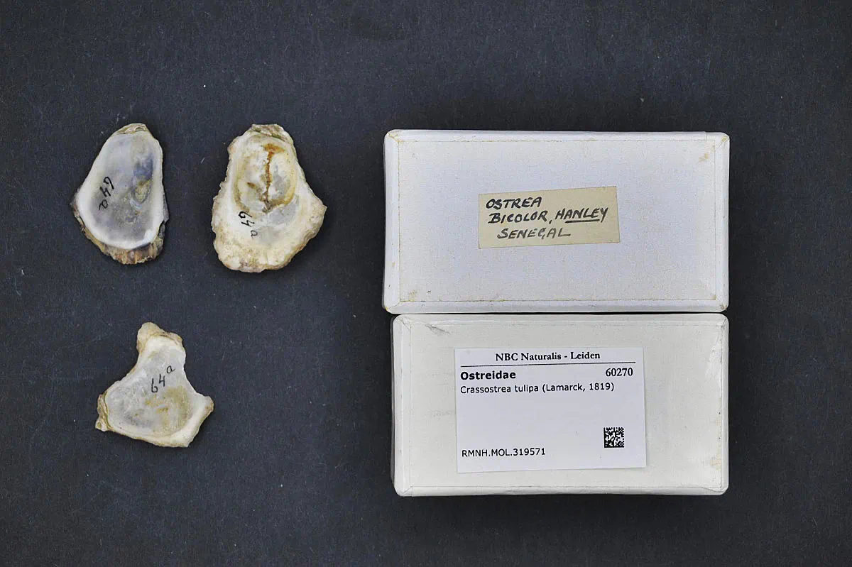 35 Types of Oysters | Varieties A-to-Z | Photos - Butter N Thyme