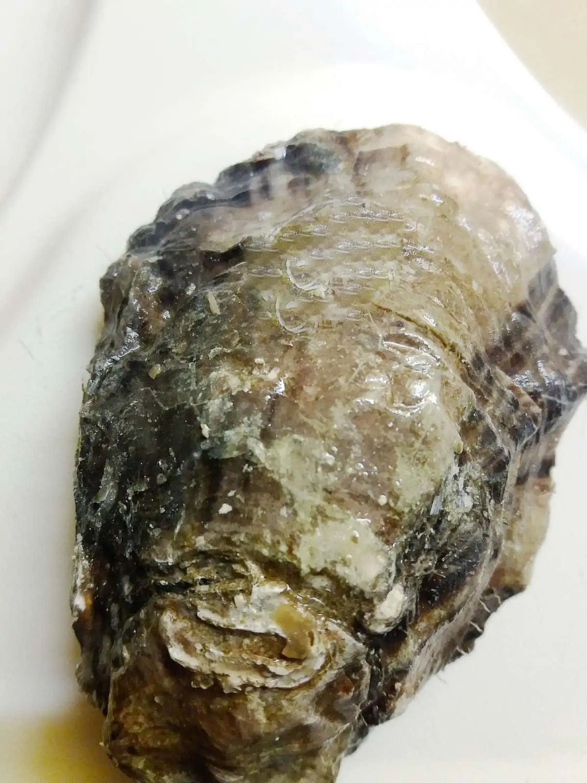 35 Types of Oysters | Varieties A-to-Z | Photos - Butter N Thyme