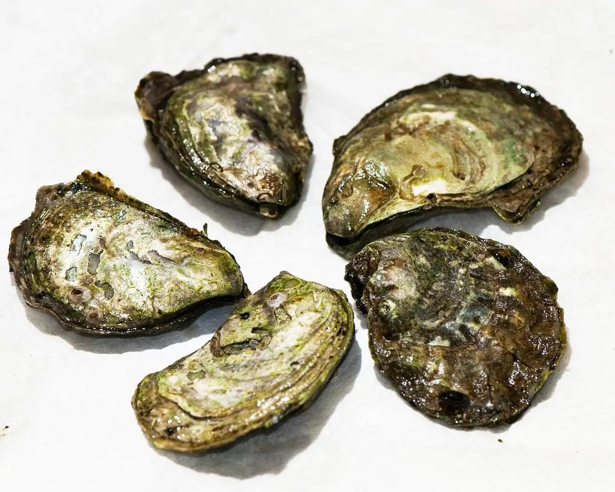 35 Types of Oysters | Varieties A-to-Z | Photos - Butter N Thyme