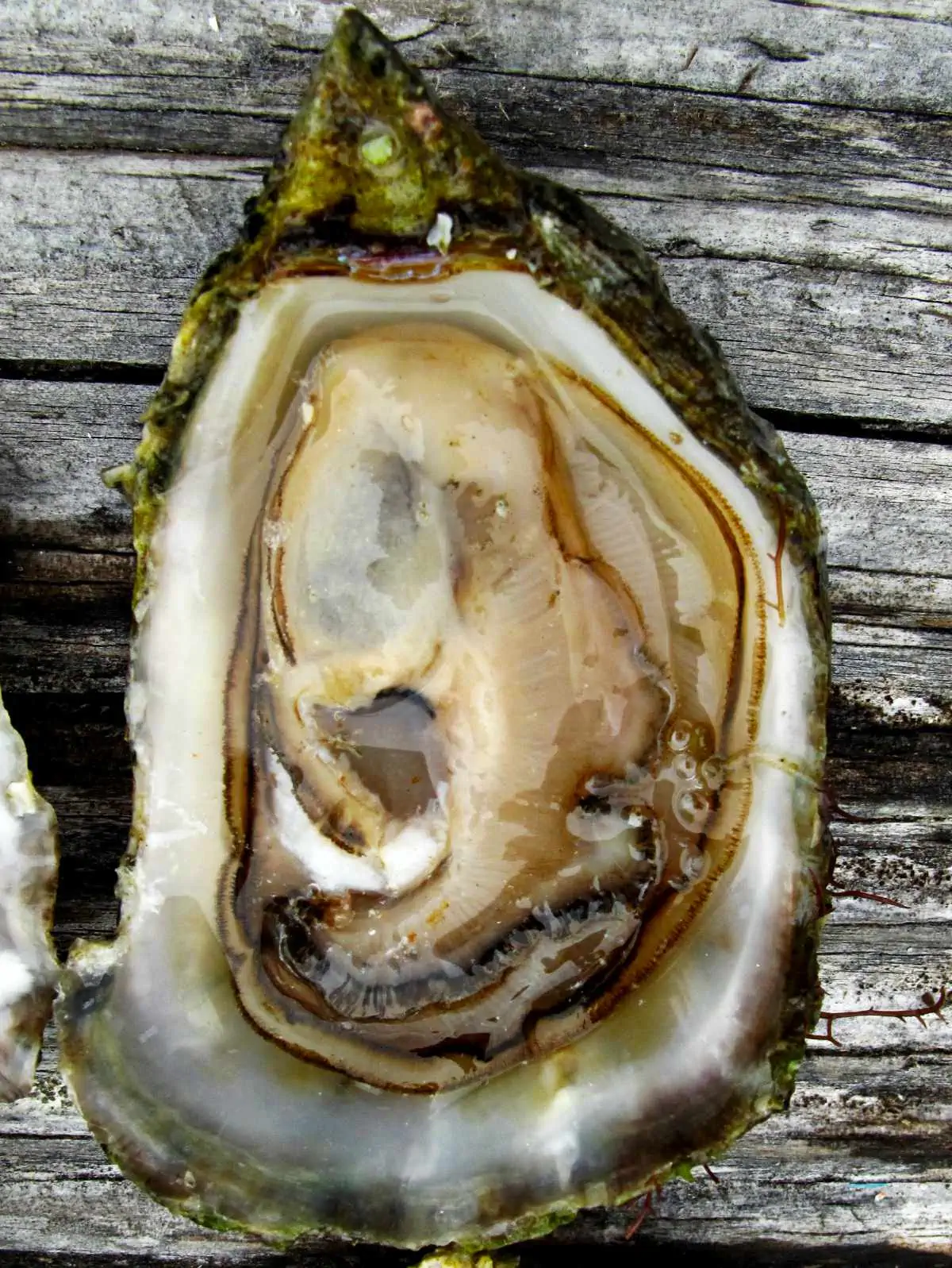 35 Types of Oysters | Varieties A-to-Z | Photos - Butter N Thyme