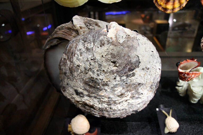 35 Types of Oysters | Varieties A-to-Z | Photos - Butter N Thyme