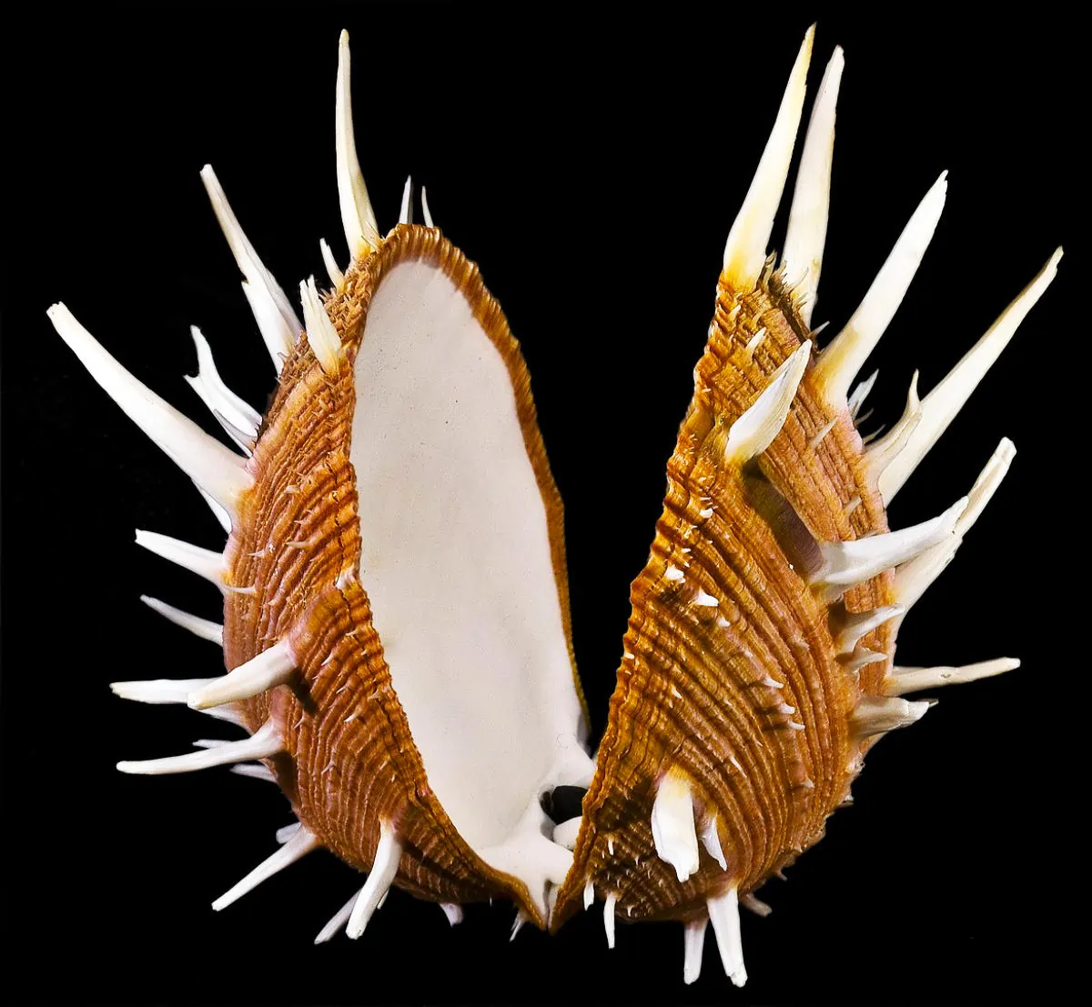 35 Types of Oysters | Varieties A-to-Z | Photos - Butter N Thyme