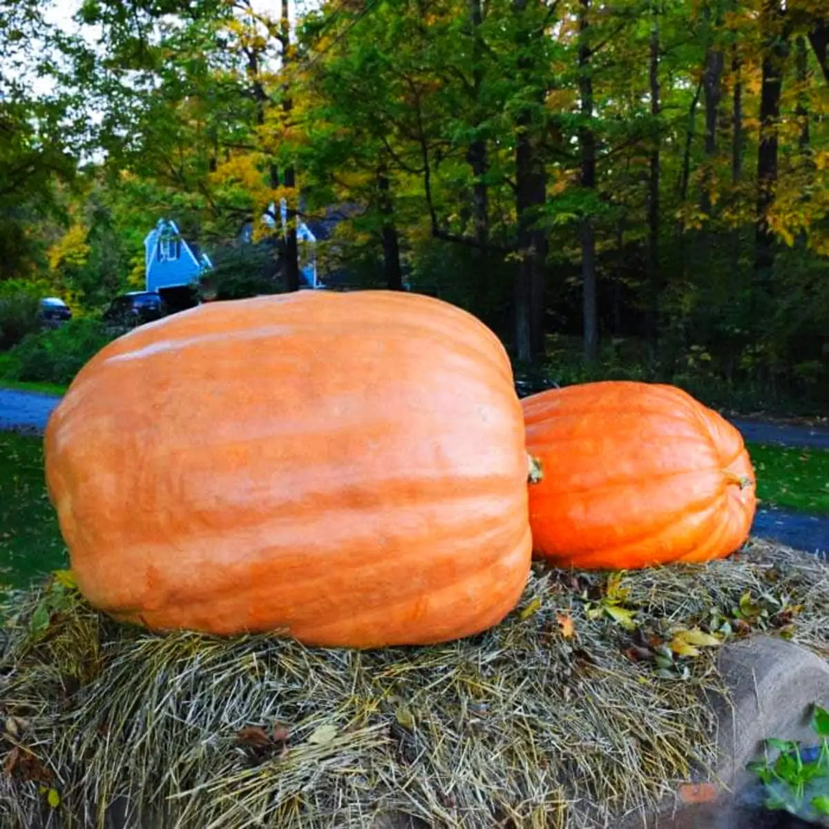 50 Types of Pumpkins | A-to-Z | Photos - Butter N Thyme