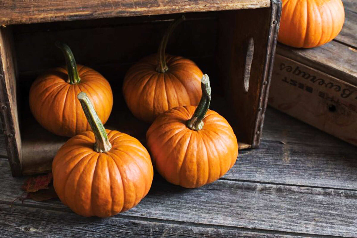 50 Types of Pumpkins: (A-to-Z) Photos - Butter N Thyme